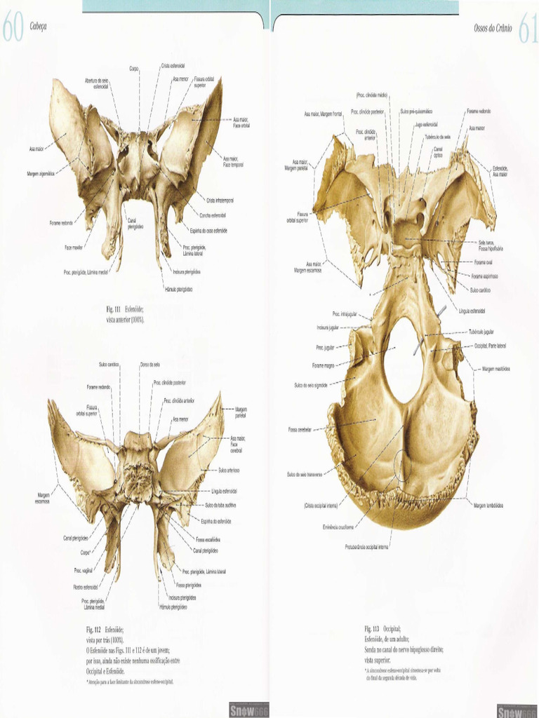 Sobotta Vol 1 Atlas de Anatomia Humana Cabeça e Pescoço 1 | PDF ...