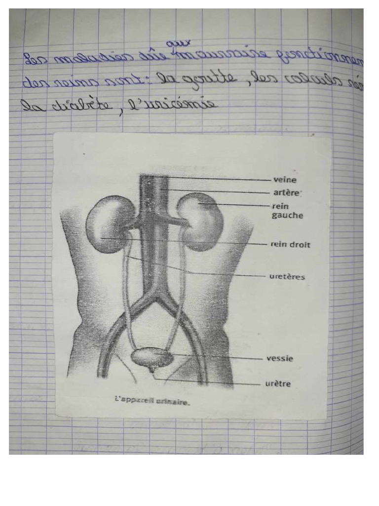 SVT Cepe Lecon | PDF