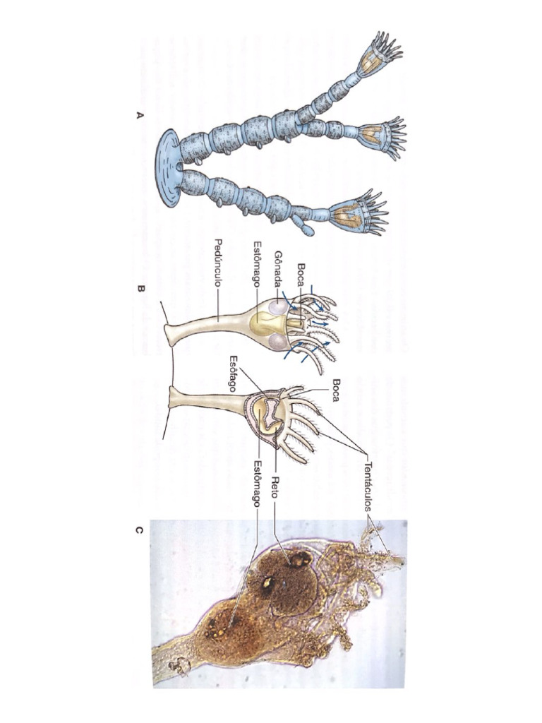 Filo Entoprocta | PDF