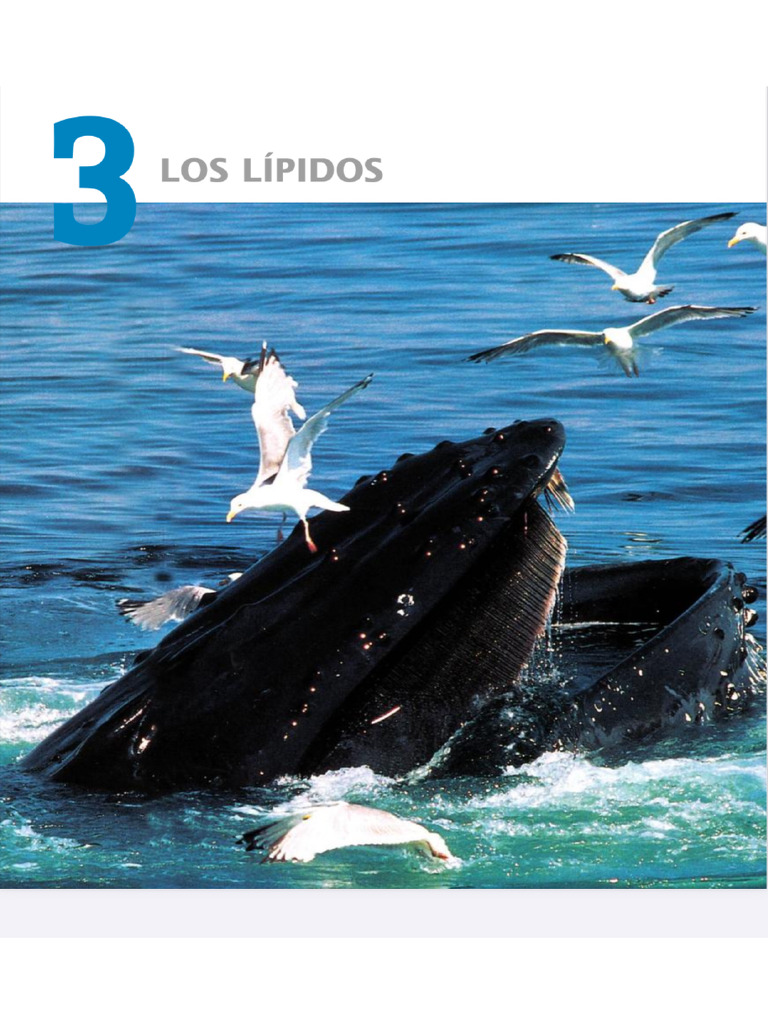 Tema 3 - Lípidos | PDF