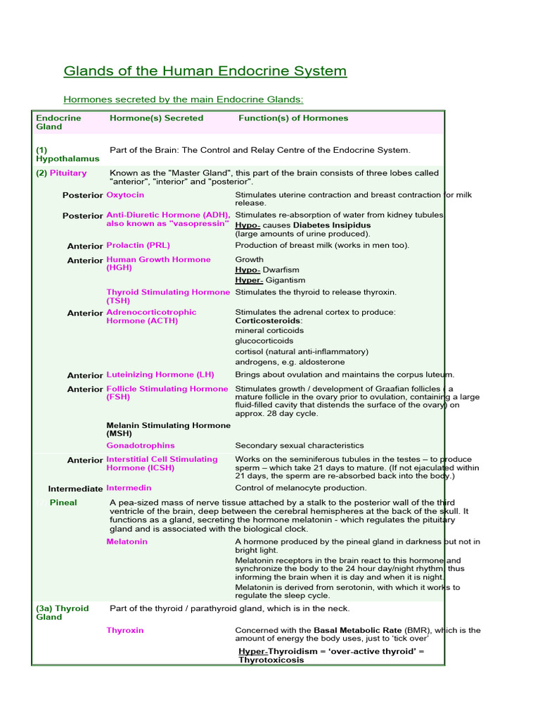 Human Endocrine Glands & Hormones | PDF | Pancreas | Endocrine System