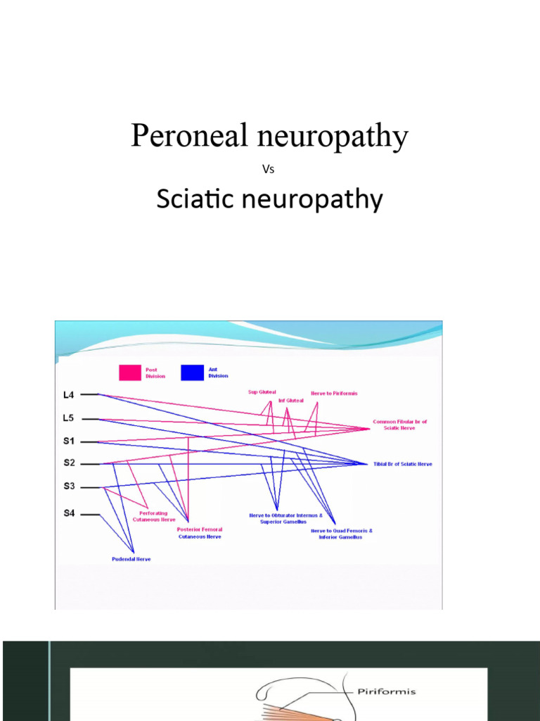 Peroneal Neuropathy | PDF | Anatomical Terms Of Motion | Peripheral Neuropathy