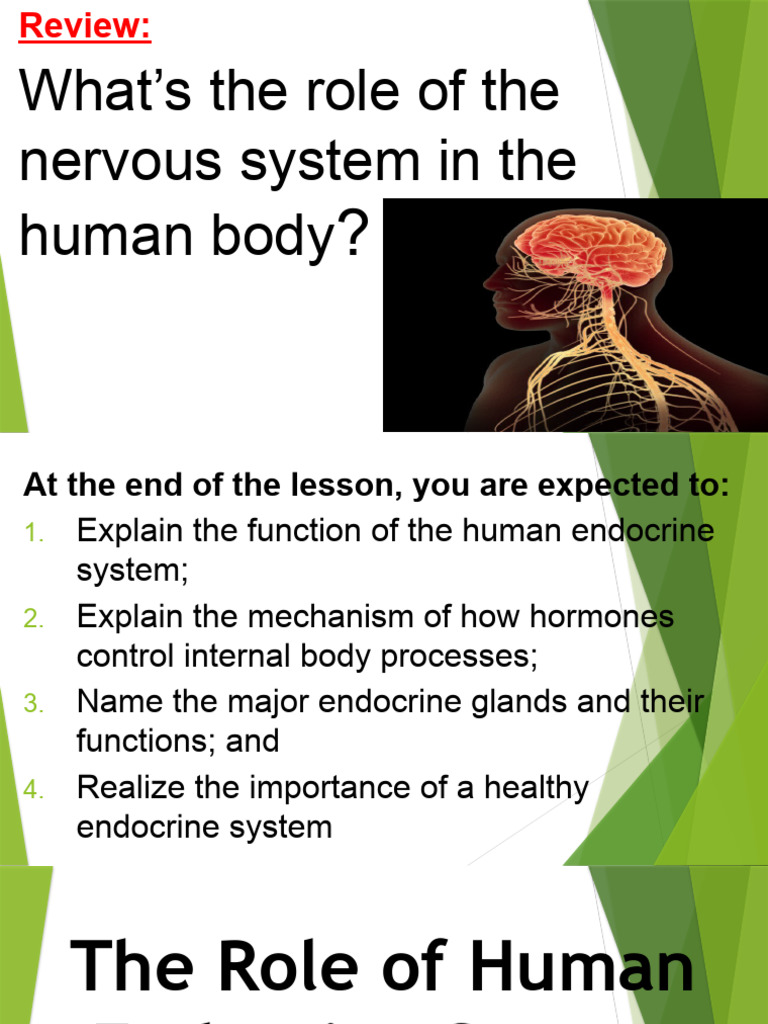 Endocrine System Pdf Hormone Endocrine System