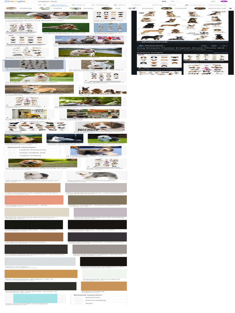 English Dog - Google Search | PDF