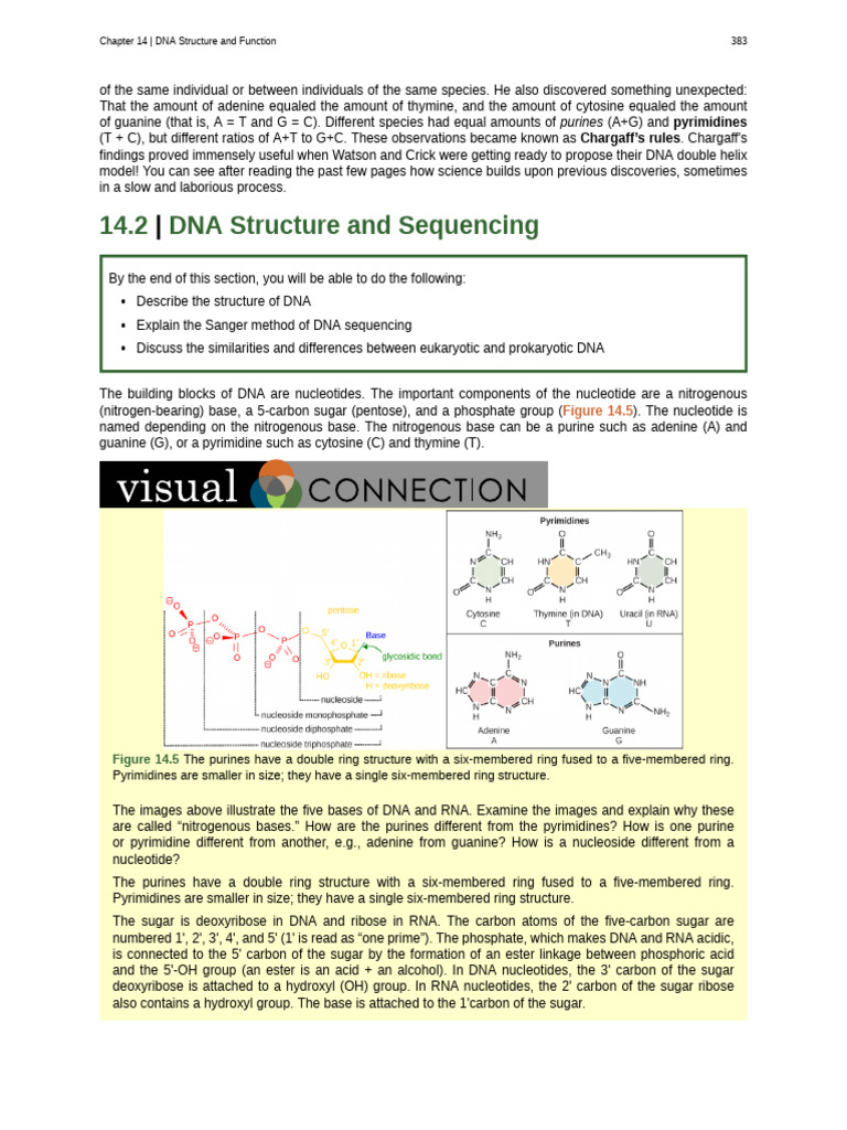 14.2 DNA Structure and Sequencing | Download Free PDF | Dna | Nucleotides