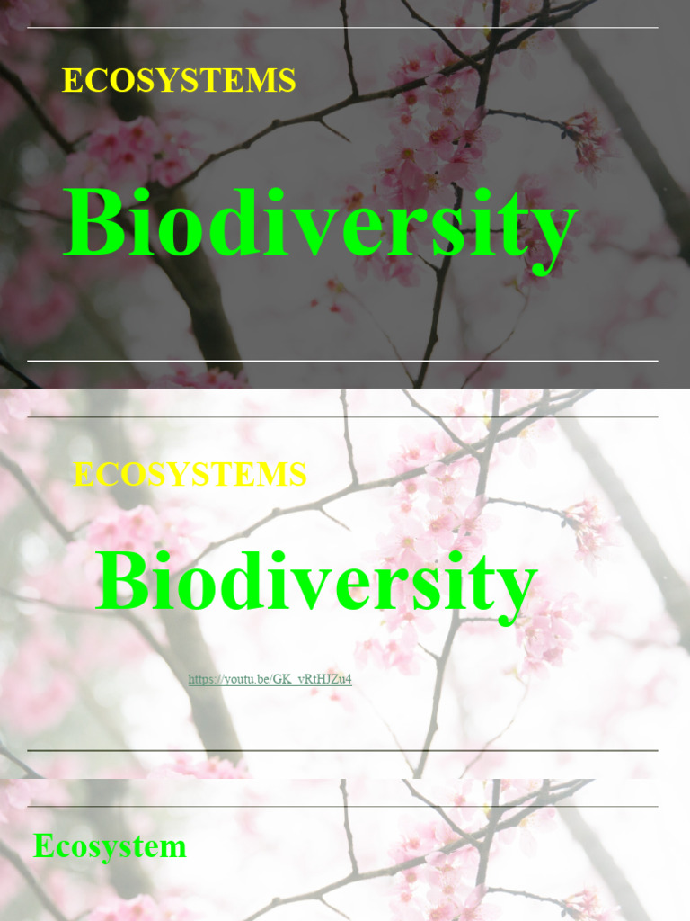 Ecosystem Basics for Students | PDF | Ecosystem | Food Web