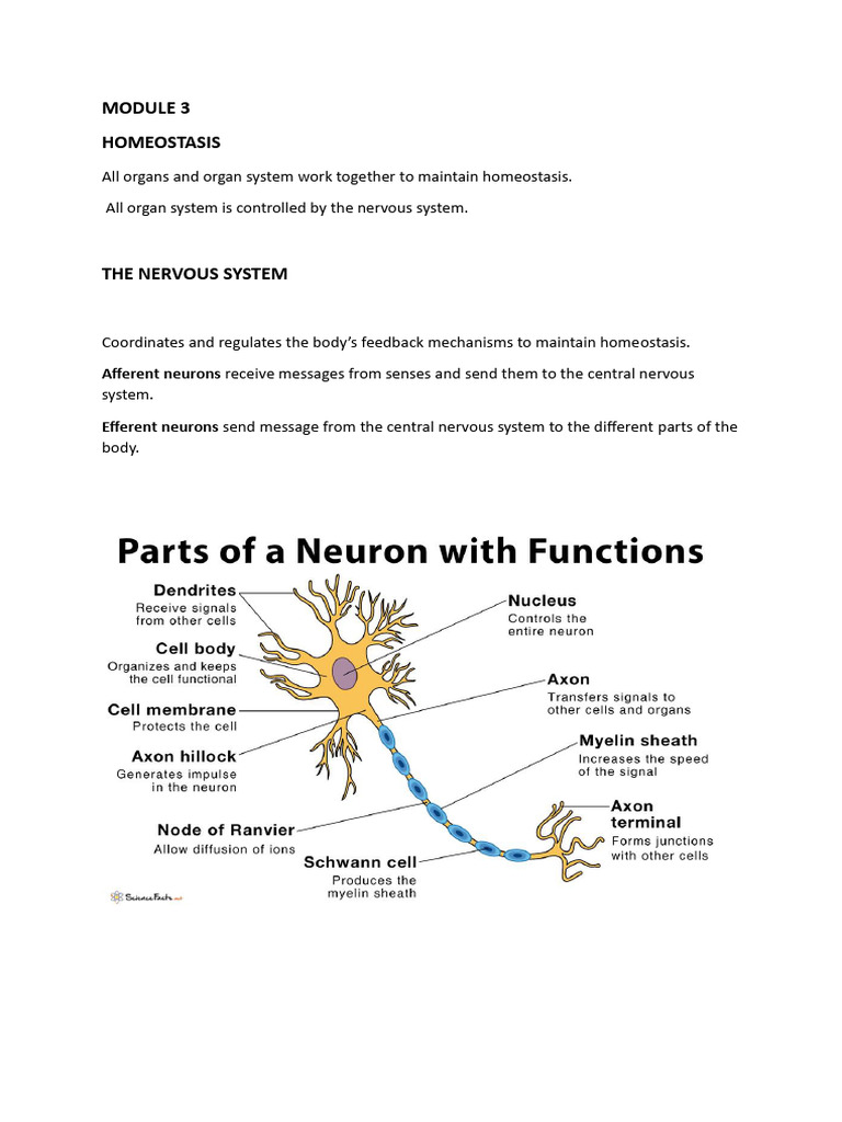 MODULE 3 Science Reviewer-Mtmfm | PDF | Central Nervous System | Brain