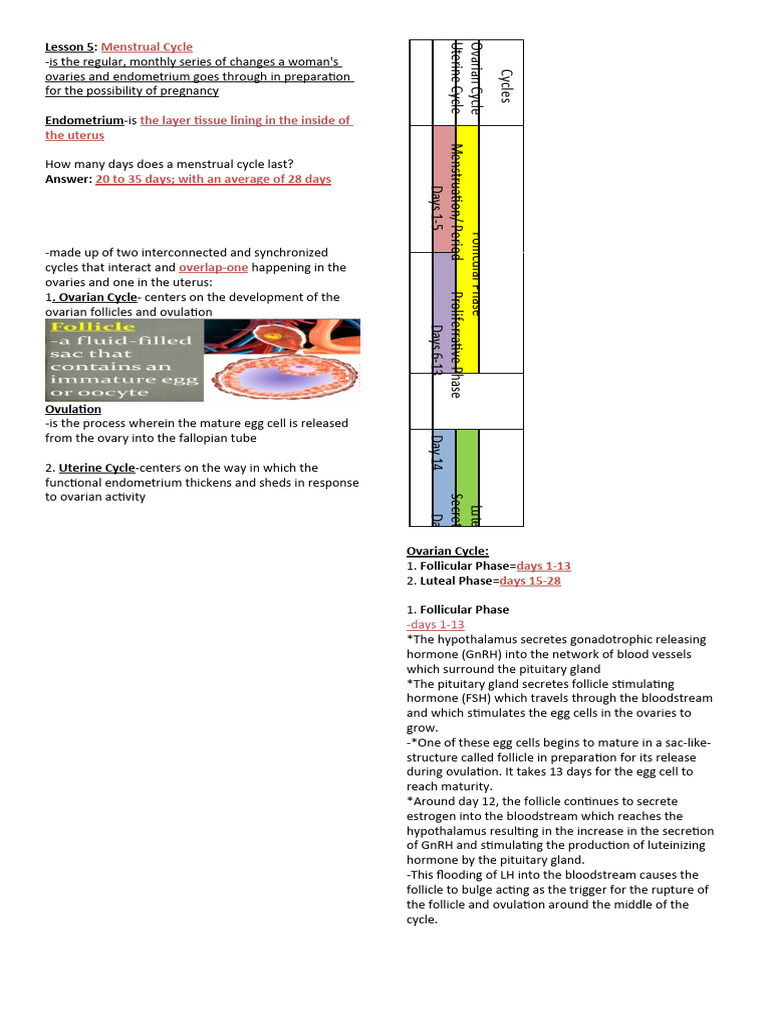 Lesson 5 Menstrual Cycle. . | PDF | Menstrual Cycle | Ovary