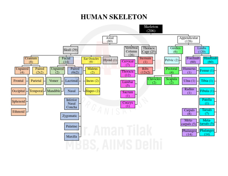Human Skeleton All Bones Chart | PDF | Anatomy | Musculoskeletal System