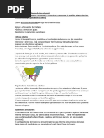 Anatomía Sacro-Coxígea en Radiología | PDF | Vértebra | Anatomía humana