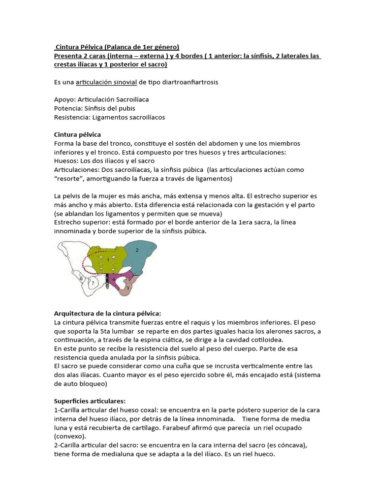 Tema 4 Cintura Pélvica Nutación y Contranutación Resumen Tema 4 | PDF