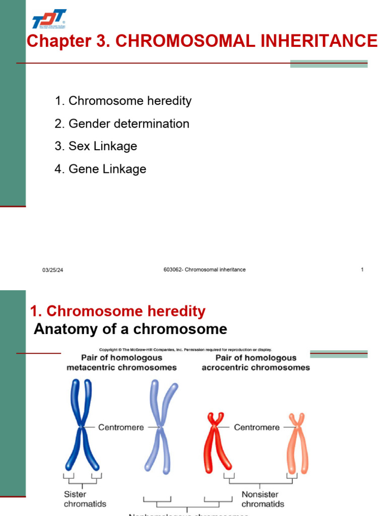 Chuong 3 Chromosomal Inheritance | PDF | Genetic Linkage | Genetics