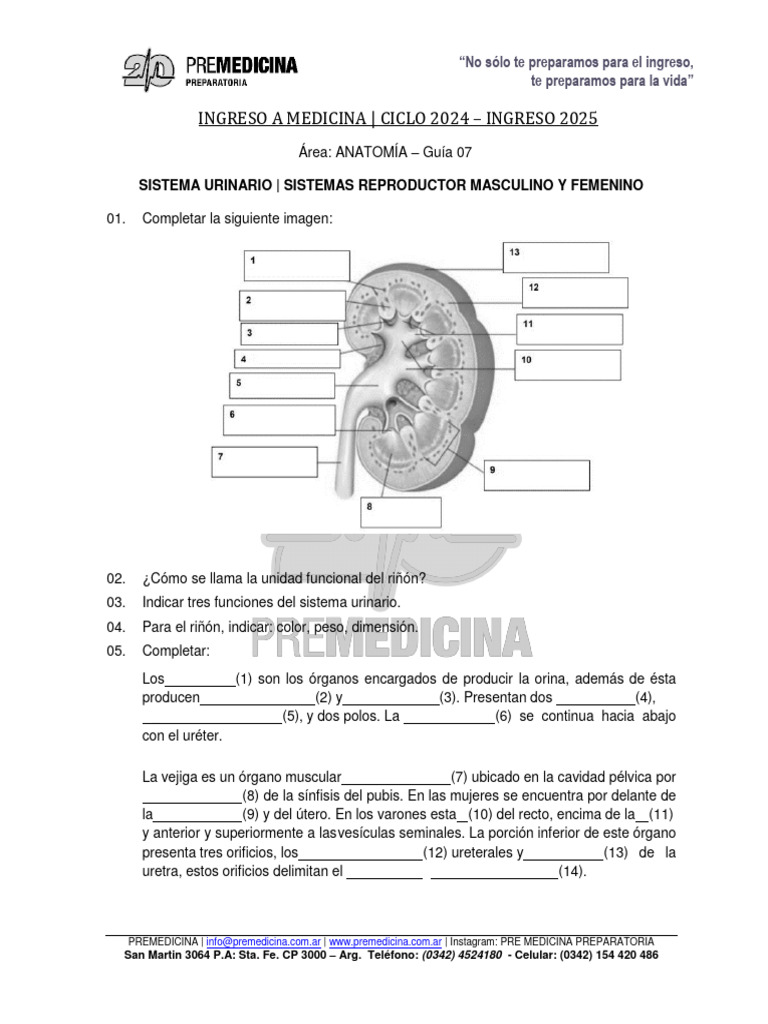 Guia 07 ANATOMÍA 2024 2025 | PDF | Vagina | Sistema urinario