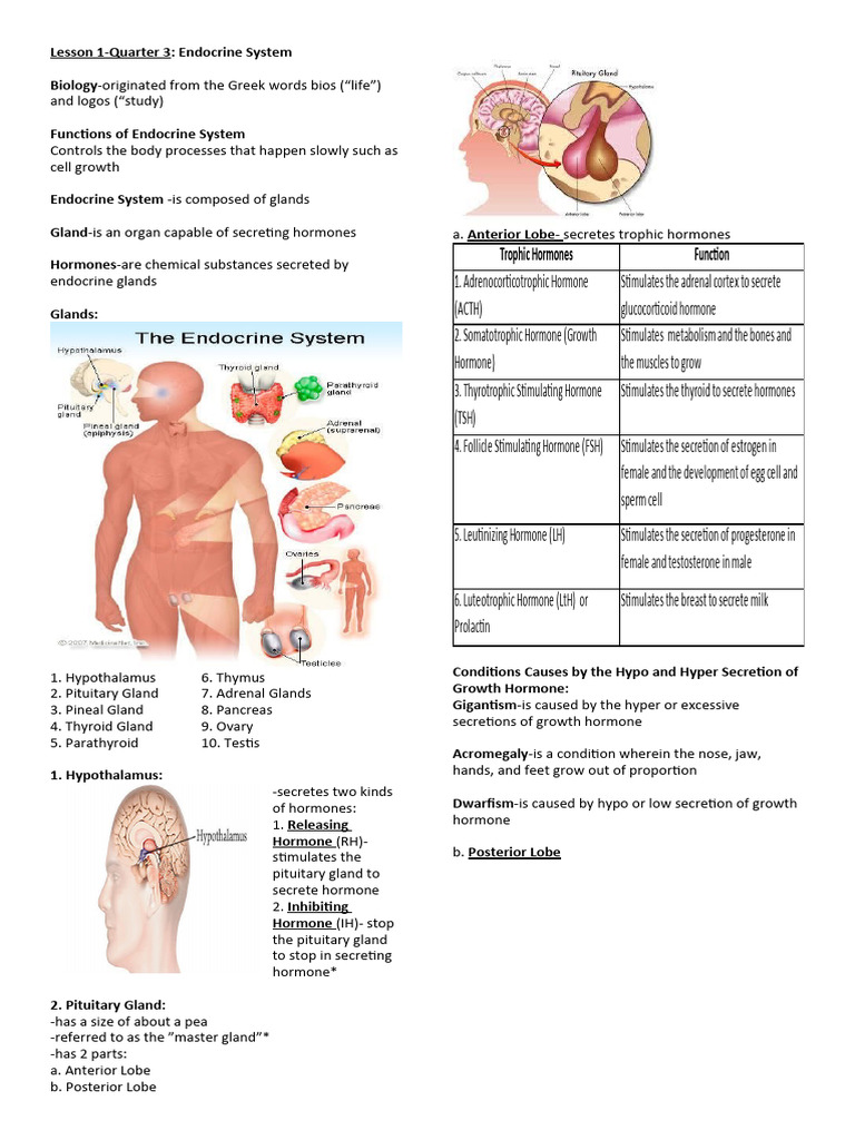 Endocrine Lesson 1 Grade 10 | Download Free PDF | Endocrine System ...