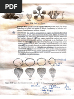 Human Skeleton All Bones Chart | PDF | Anatomy | Musculoskeletal System