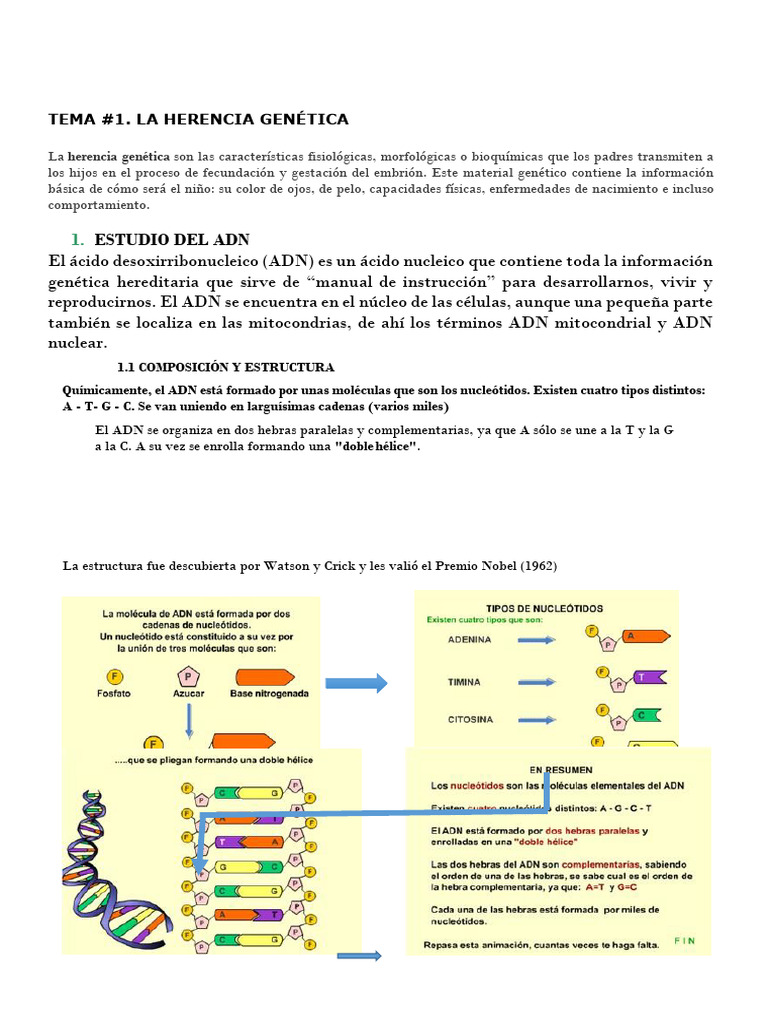 Conceptos Básicos de Genética | PDF | Adn | Alelo
