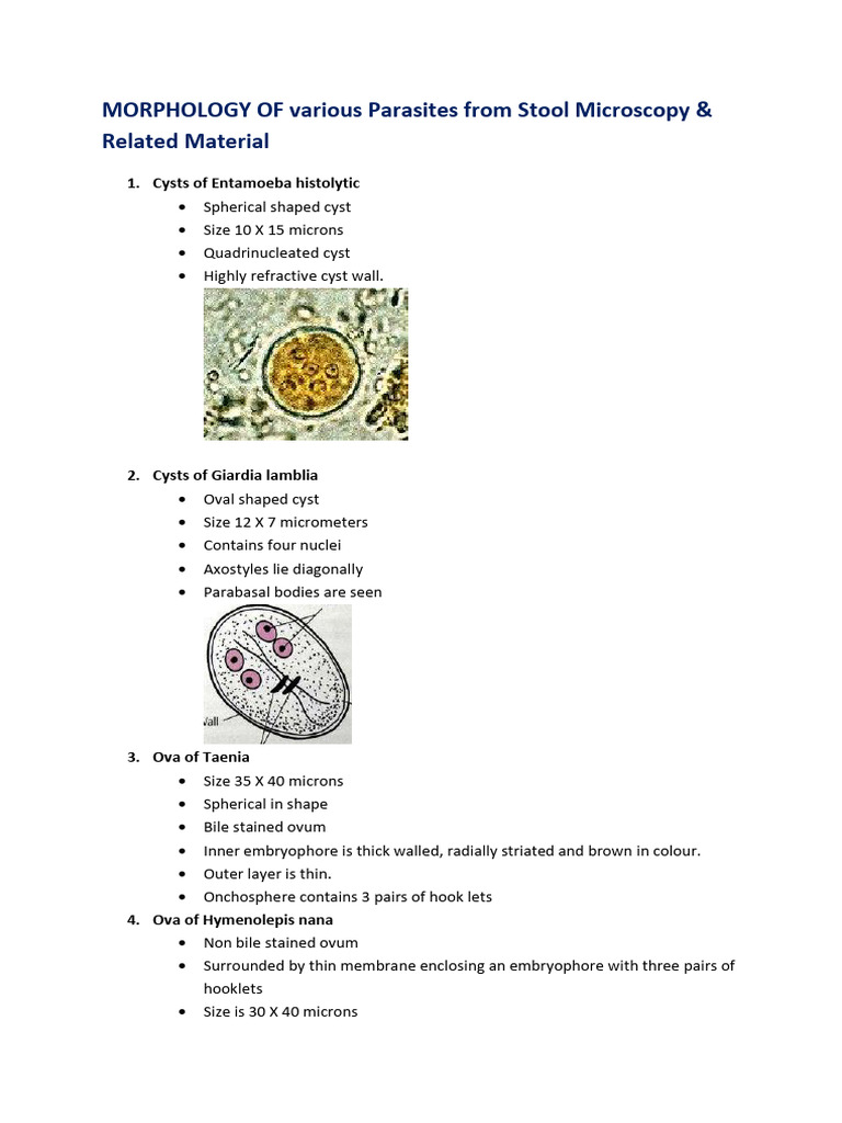 7.stool Examination - Morphology of Eggs, Cysts, Larvae | PDF ...