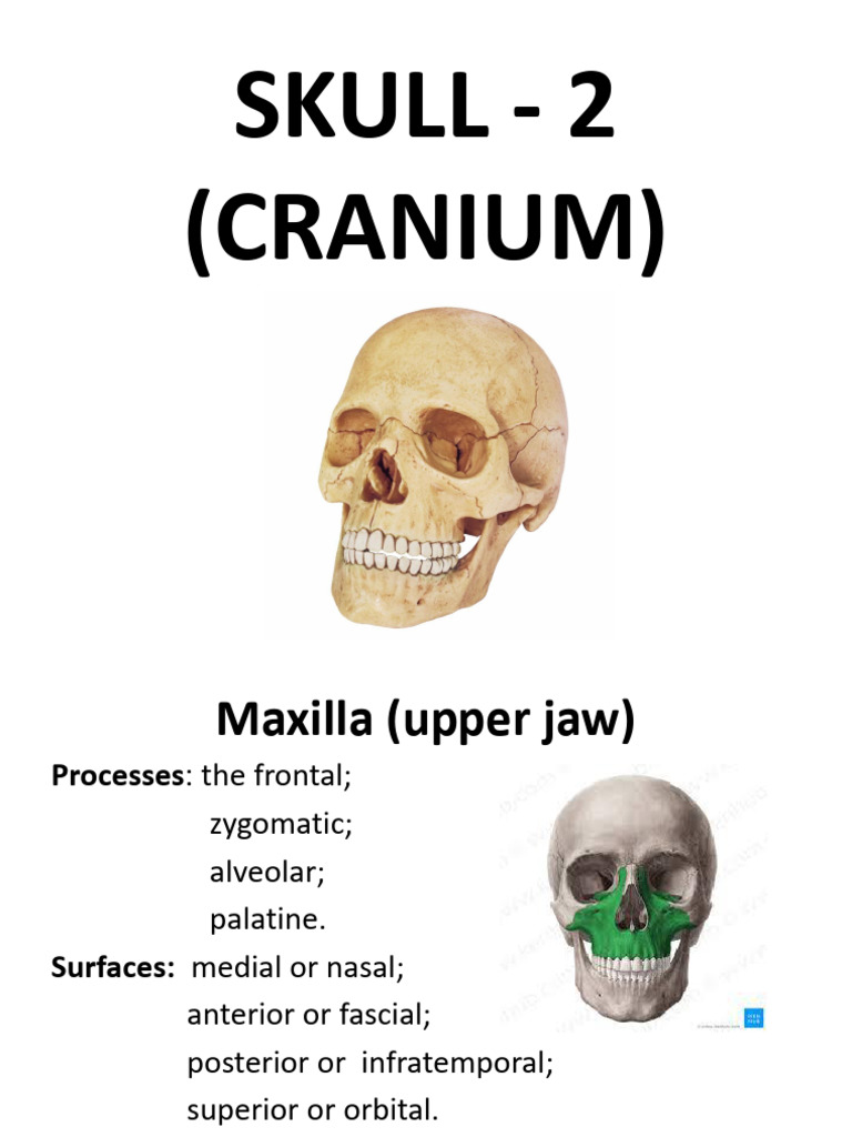 Anatomy of the Human Skull and Changes | PDF | Social Science | Foreign ...