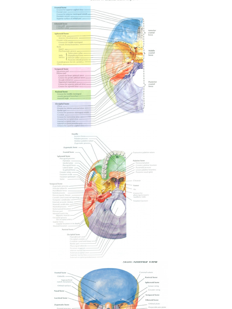Anatomy of Skull Diagrams | PDF