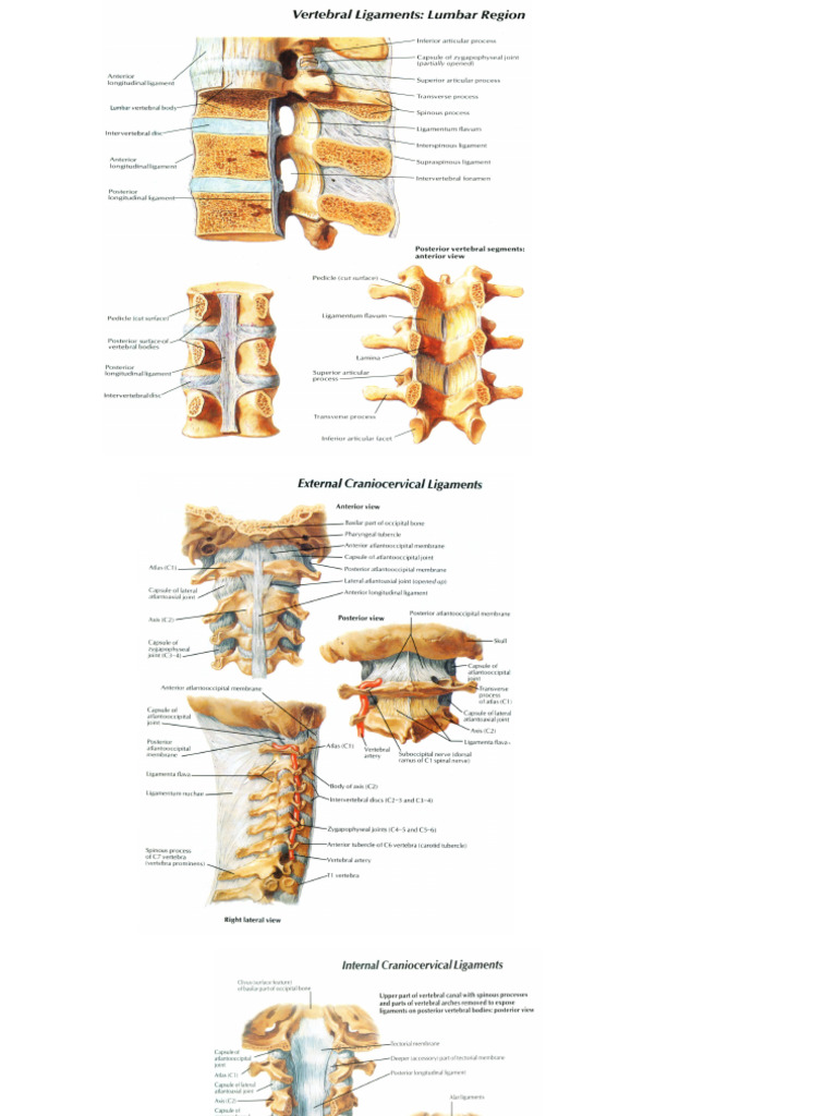 Diagram of Intervertebral Joints and Upper Limb | PDF