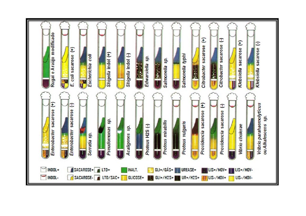 Interpretação Rugai | PDF | Artes Linguísticas e Disciplina