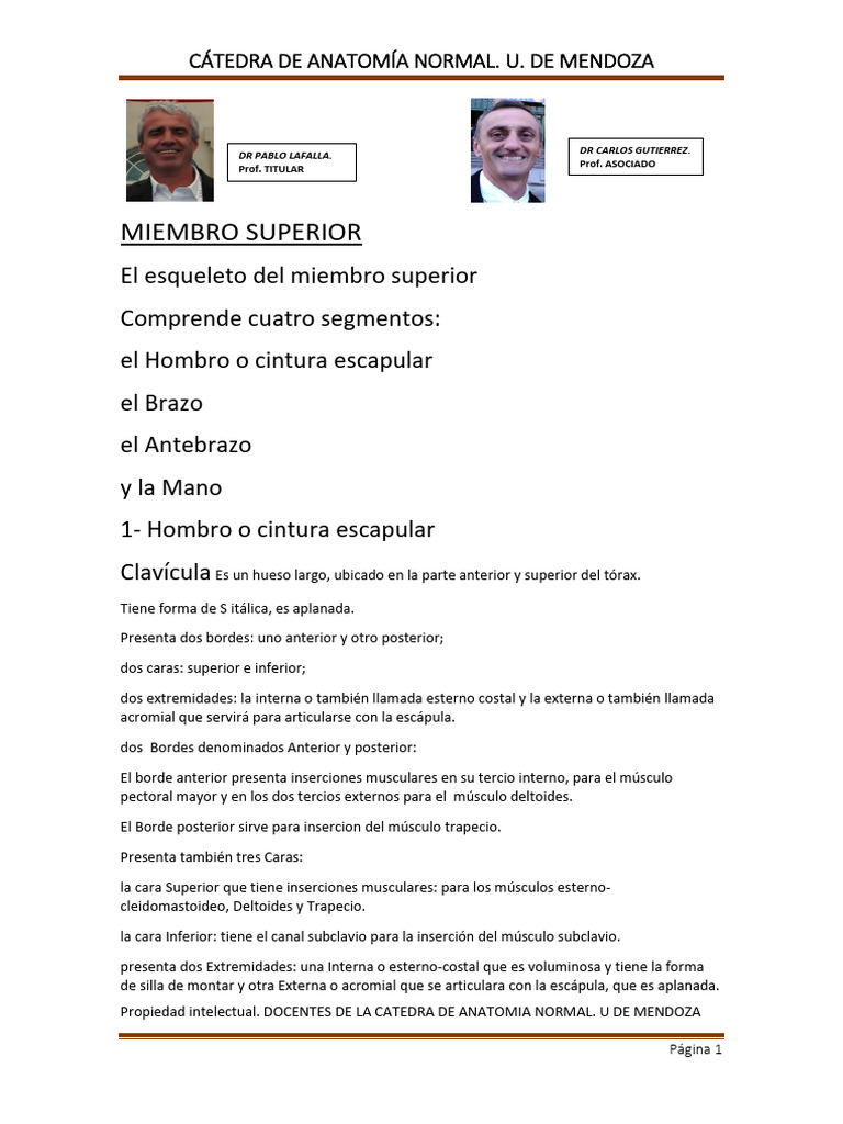 1.huesos MS | PDF