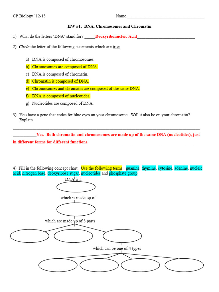 DNA, Chromosomes & Chromatin Homework | PDF | Dna | Nucleotides