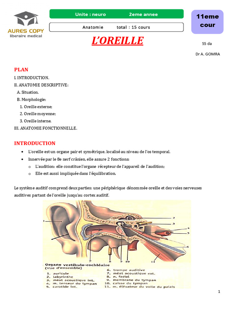 Anatomie de l'Oreille et Pores Acoustiques | PDF | Système vestibulaire ...