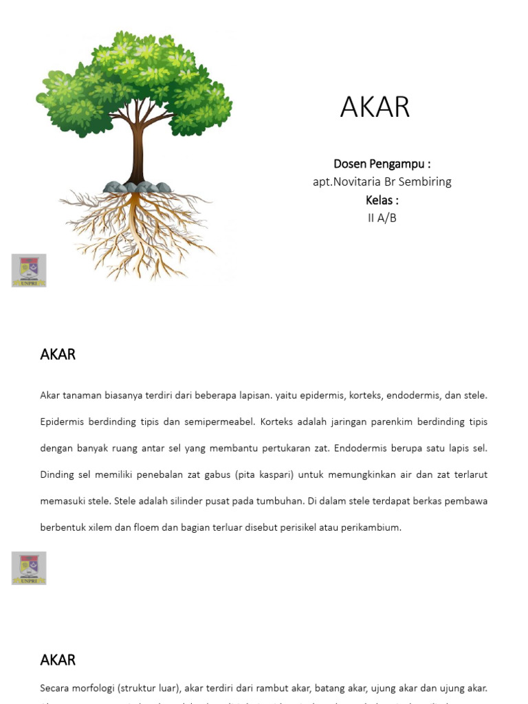 Struktur dan Fungsi Akar Tumbuhan | PDF | Sains & Matematika