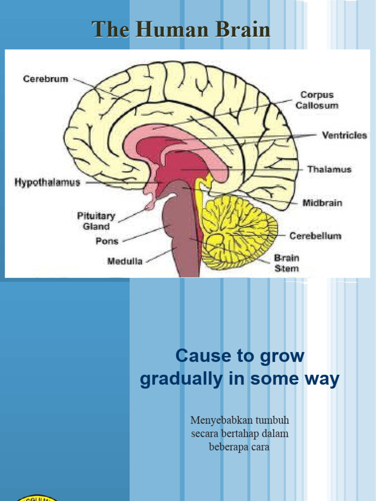 The Human Brain | PDF