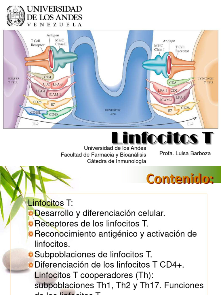 Linfocitos T | PDF | Célula T | Célula T citotóxica