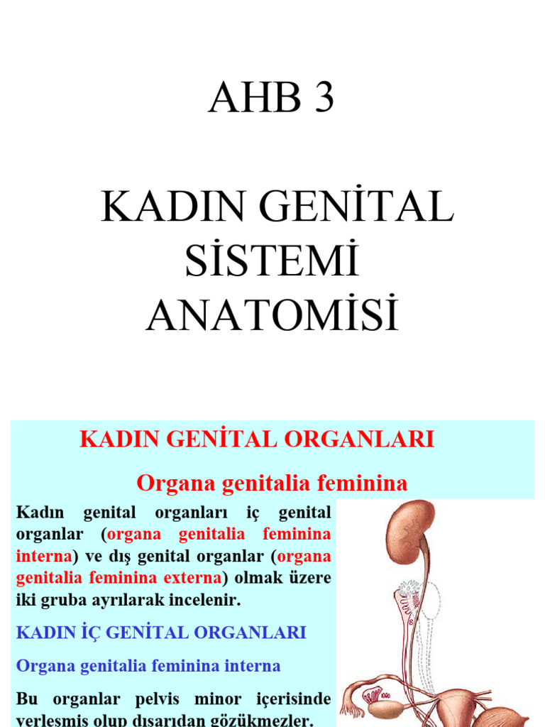 Ahb 3 - 1 - 2 Kadin Geni̇tal Si̇stemi̇ Anatomi̇si̇ | PDF