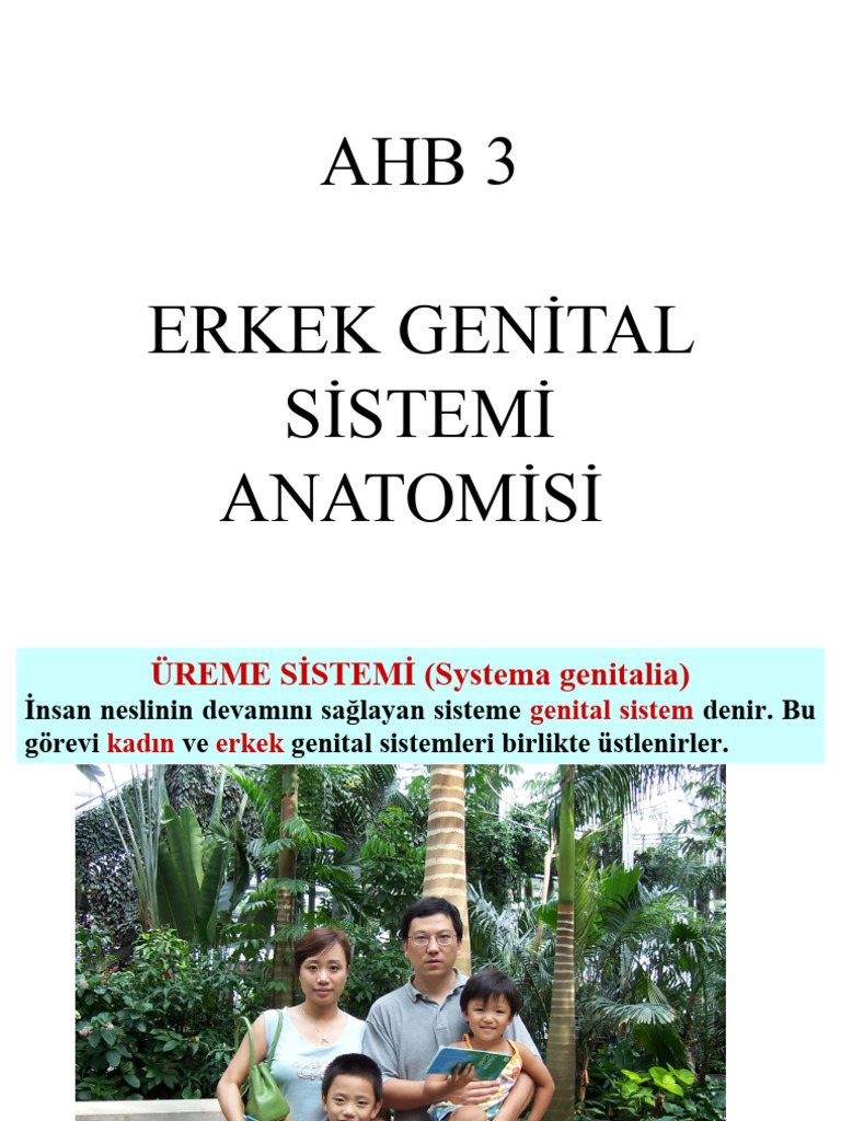 AHB 3 - 1-1 Erkek Genital Sistemi | PDF