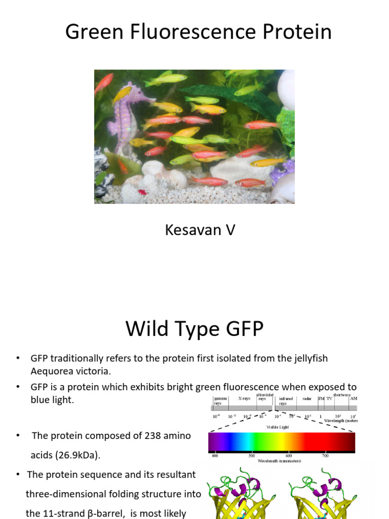Lecture 10 Chapter 05-GFP | PDF | Green Fluorescent Protein | Fluorophore