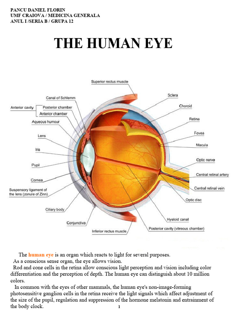 The Human Eye | PDF