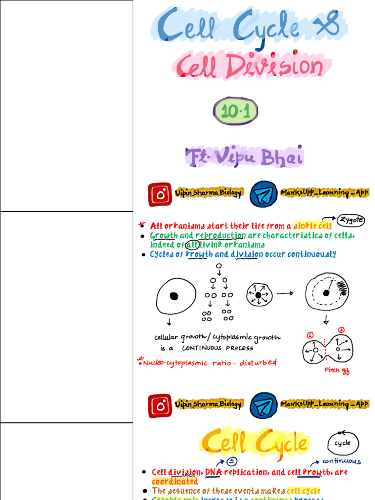 Cell Cycle and Cell Division | PDF | Meiosis | Mitosis