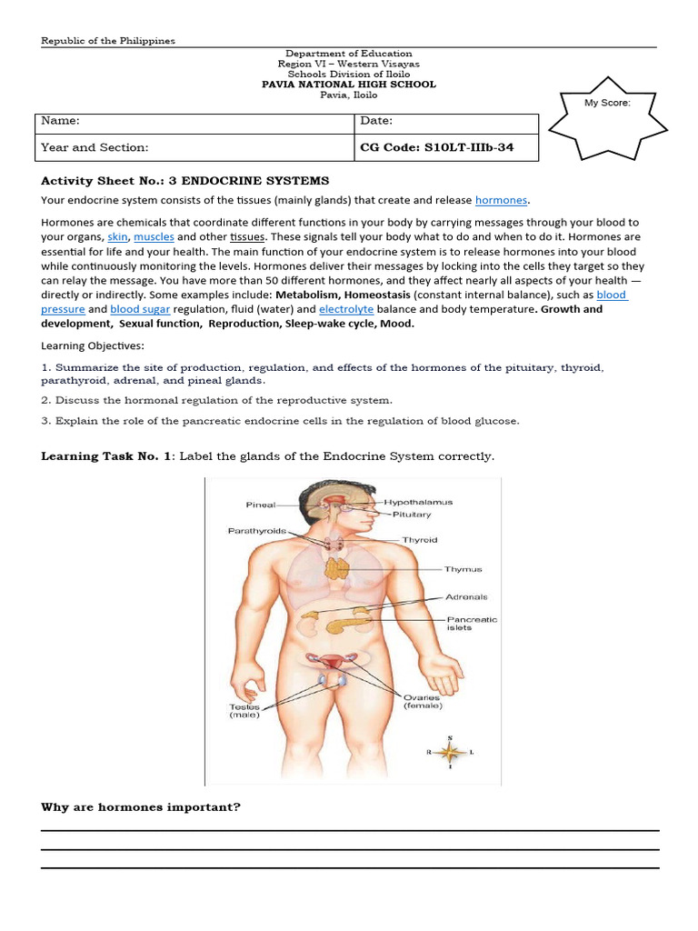 Act. 3 Endocrine System | PDF | Endocrine System | Hormone