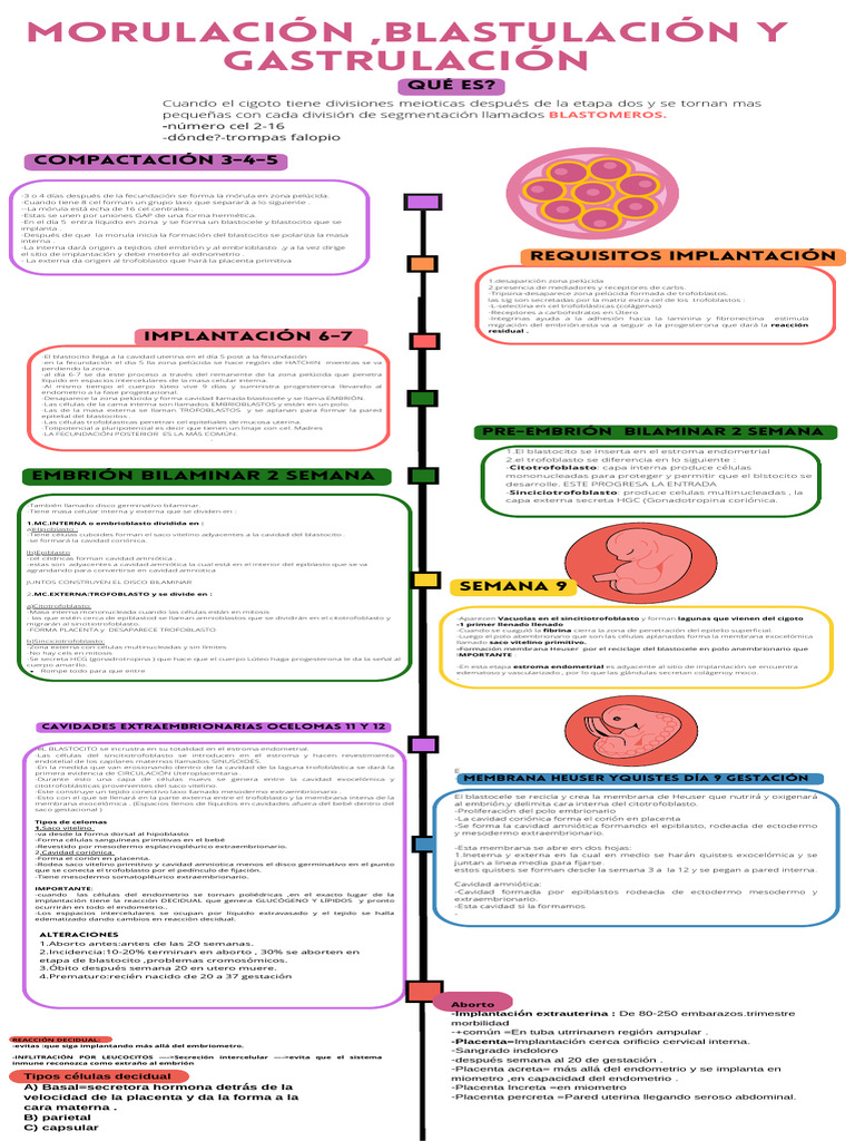 Morulación, Blastulación y Gastrulación 2 | Descargar gratis PDF | Placenta | Biología del ...