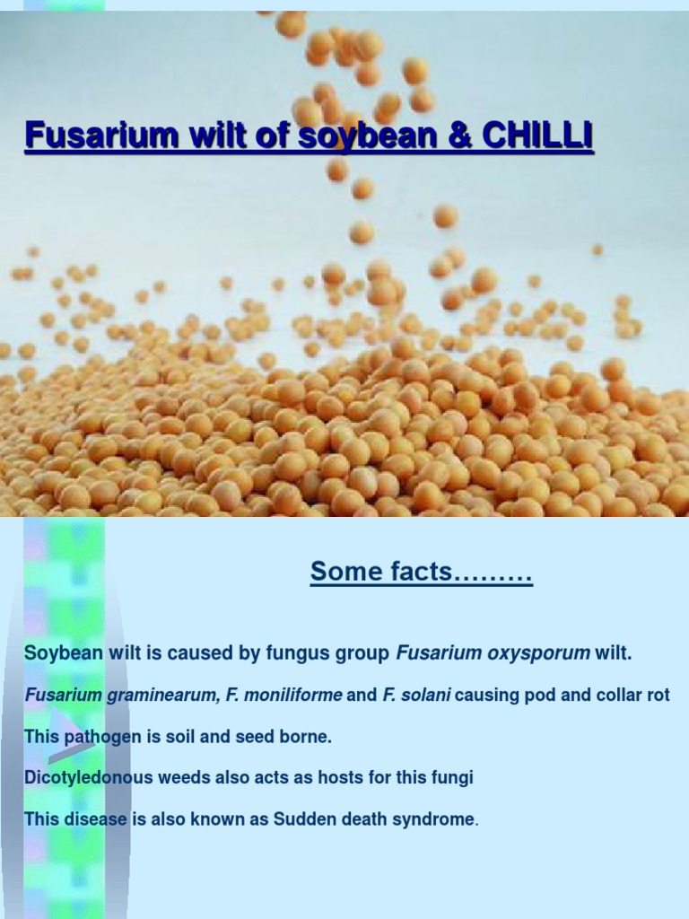 Fusarium Wilt of Soybean & CHILLI | PDF | Pathology | Fungus