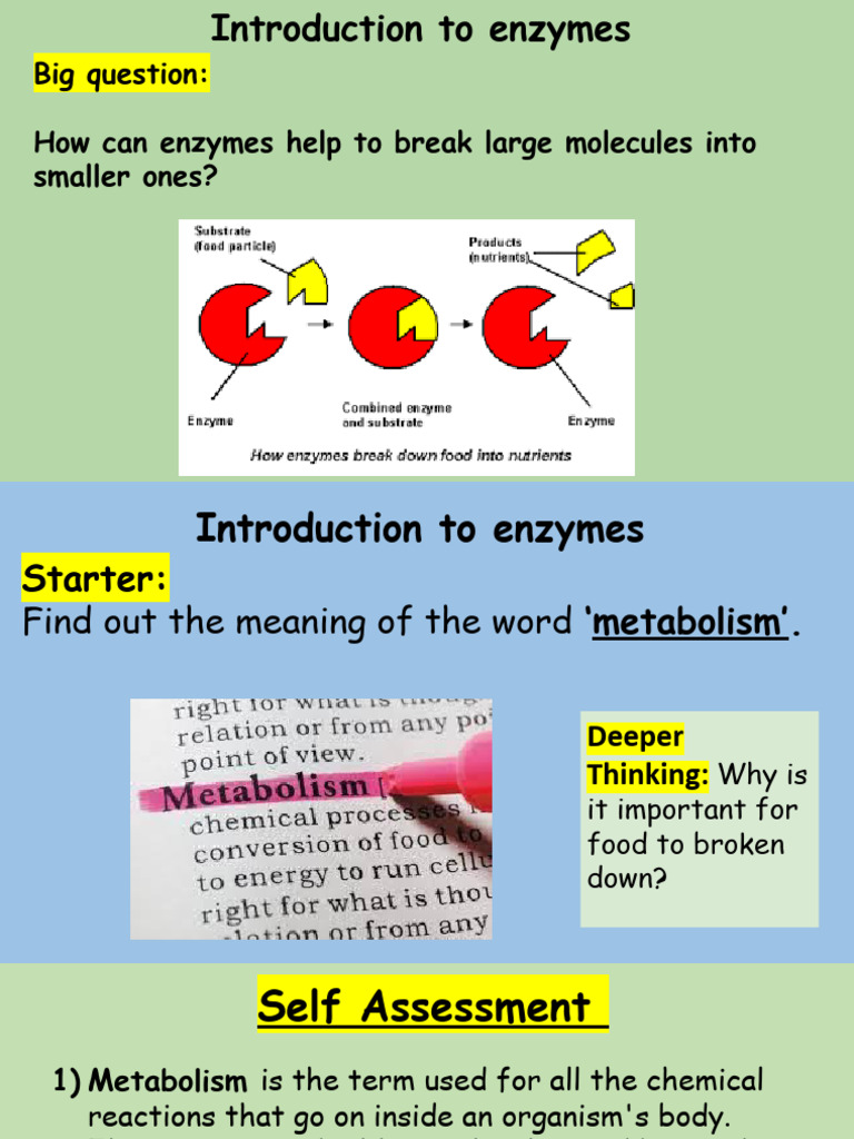 L5 Introduction to enzymes | PDF
