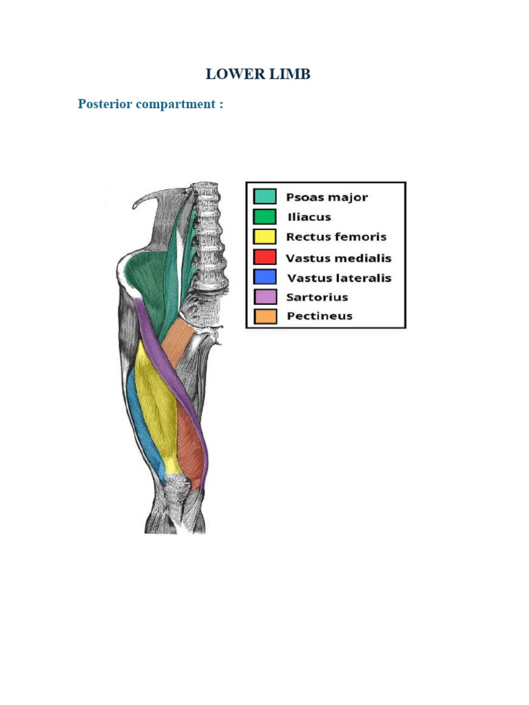 Lower Limb: Posterior Compartment | PDF | Social Science