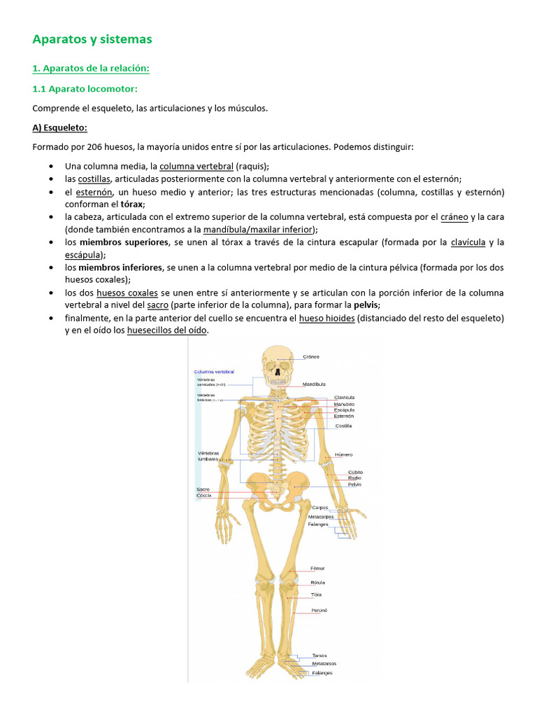 Sistemas y Aparatos del Cuerpo Humano | PDF | Gusto | Sentidos
