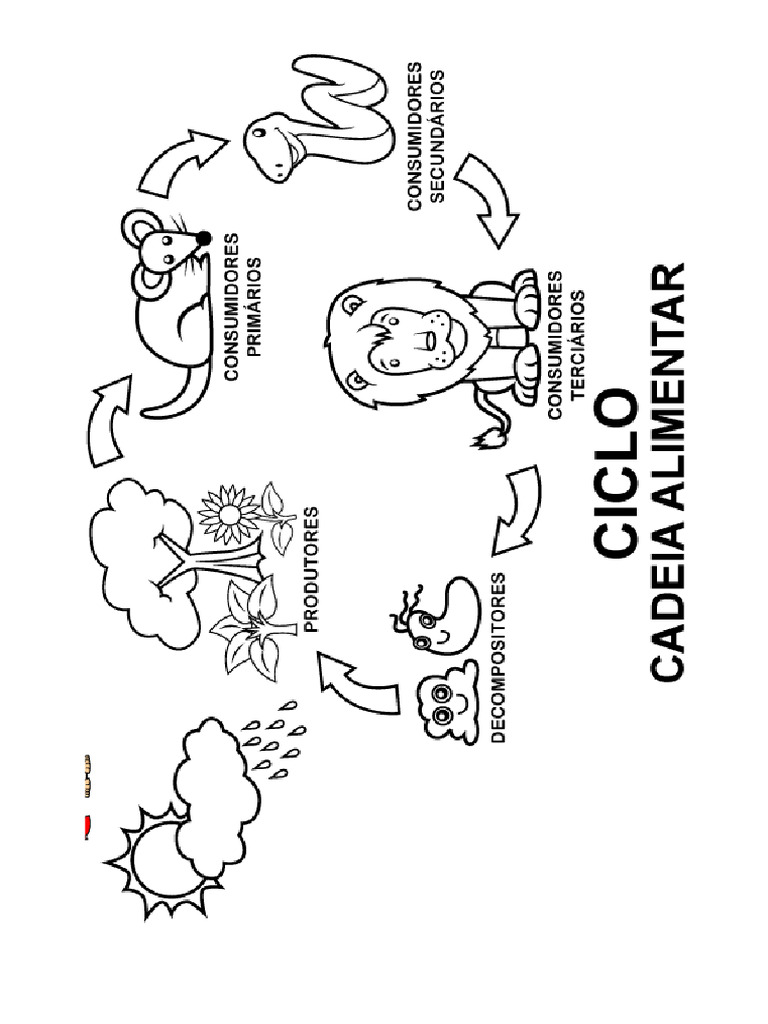 Cadeia Alimentar Mariana 6ano | PDF