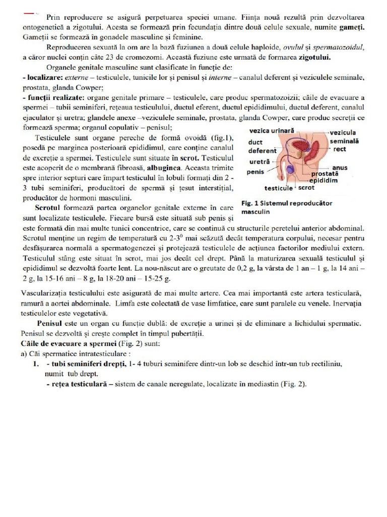 Reproducerea La Om. Organe de Reproducere Masculine CL 9. | PDF