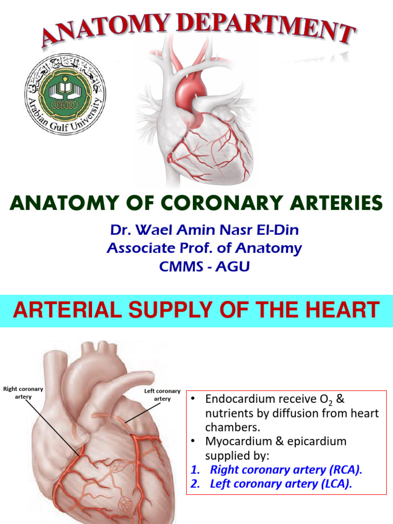 Anatomy, Coronary Arteries, Dr. Wael Amin | PDF | Coronary Circulation ...