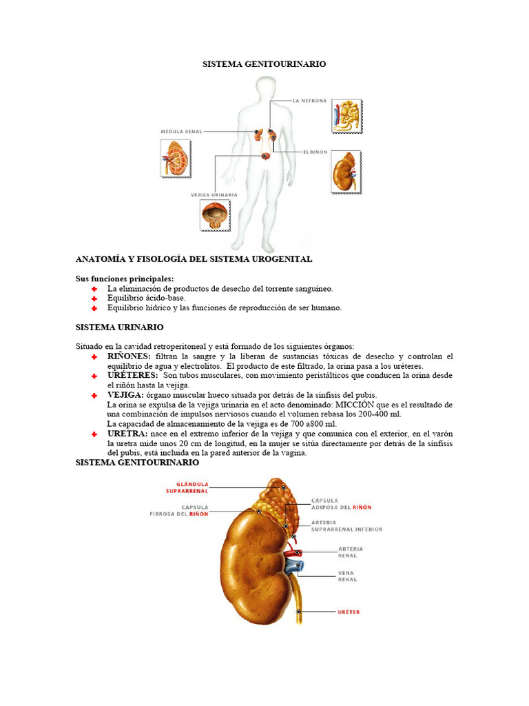 Sistema Genitourinario | PDF | Sistema urinario | Vagina