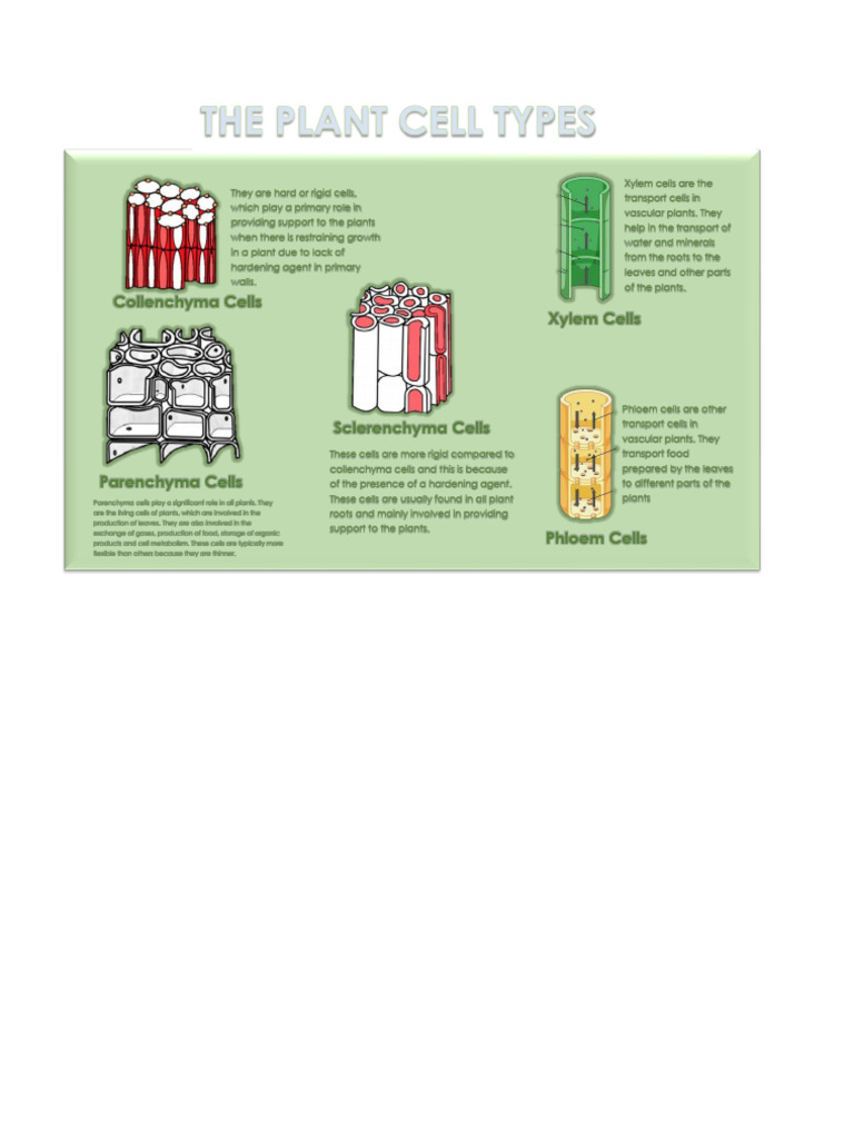 Types of Plant Cell | Download Free PDF | Histology | Plant Physiology
