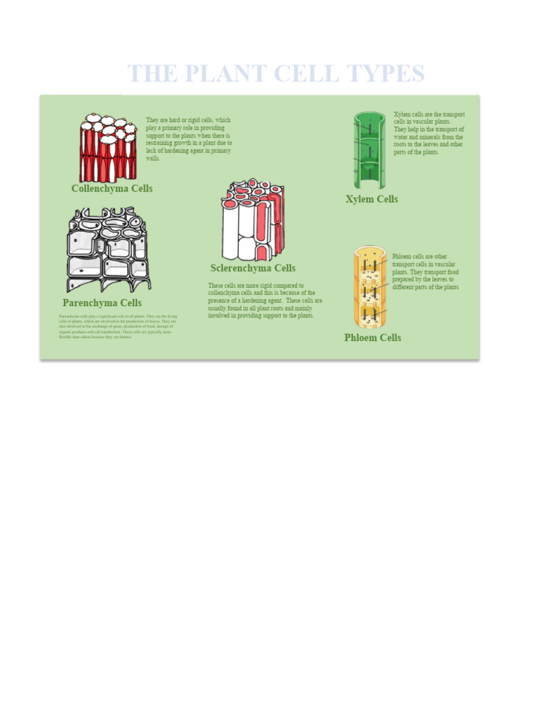 Types of Plant Cell | PDF | Cell Biology | Histology