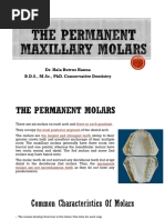 Morphology of Permanent Maxillary 3rd Molar | PDF | Dental Anatomy ...
