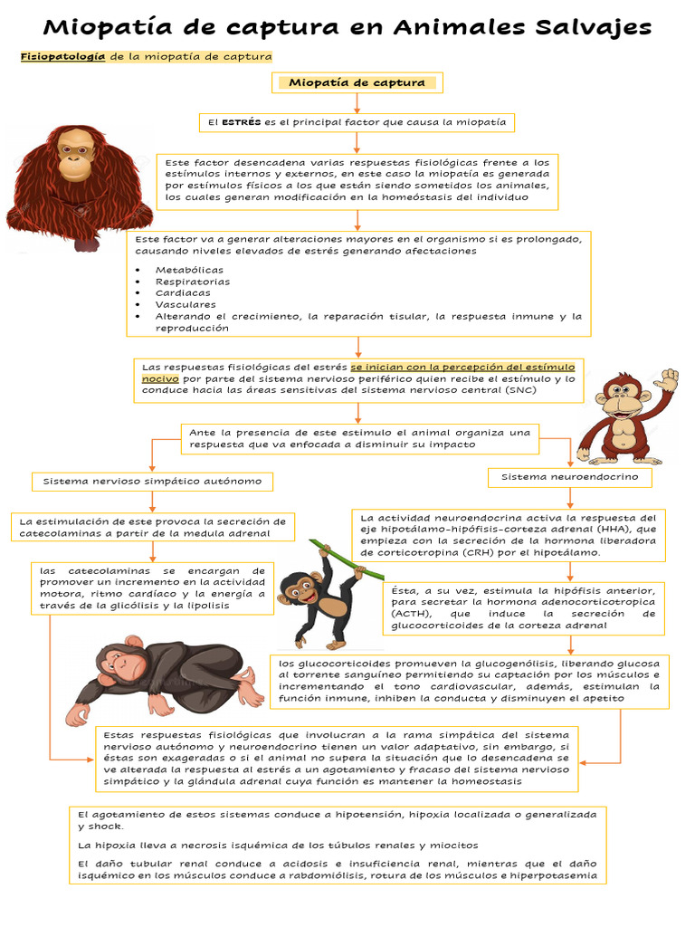 Miopatía de Captura en Animales Salvajes | PDF | Glándula suprarrenal ...